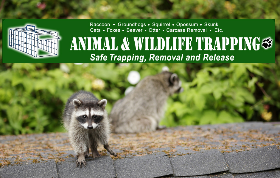 Trapping Service - Animal & Wildlife Trapping - Delaware - Sussex ...