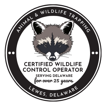 Animal & Wildlife Trapping - Delaware - Sussex County - Kent County