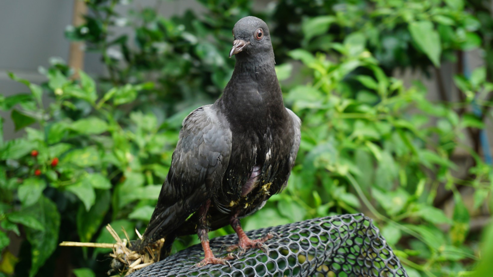 Safely Managing Wildlife Intrusions: How Emergency Services Can Assist ...